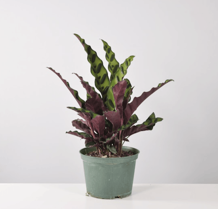 Brazil Plants | Plant Proper
