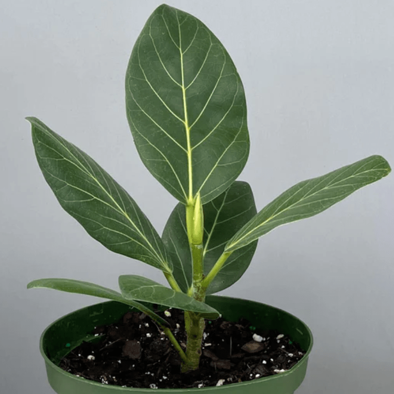 Indian Plants | Always Affordable at Plant Proper