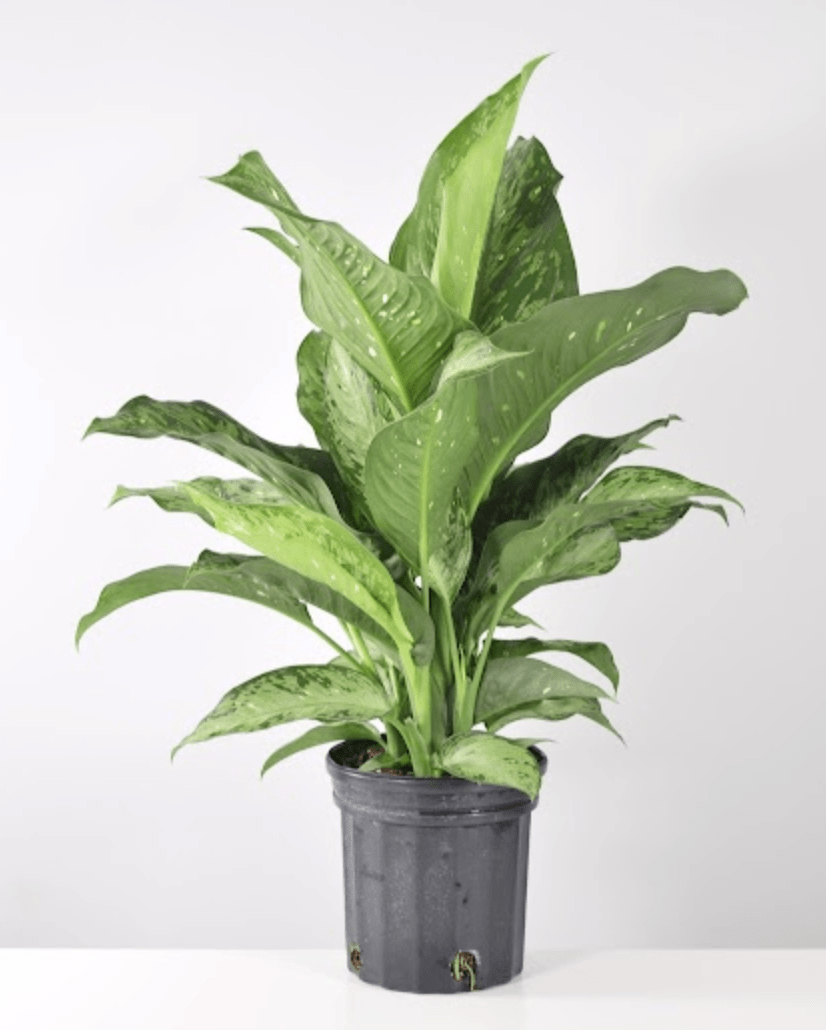 How To Care For a Dieffenbachia Plant | Plant Proper