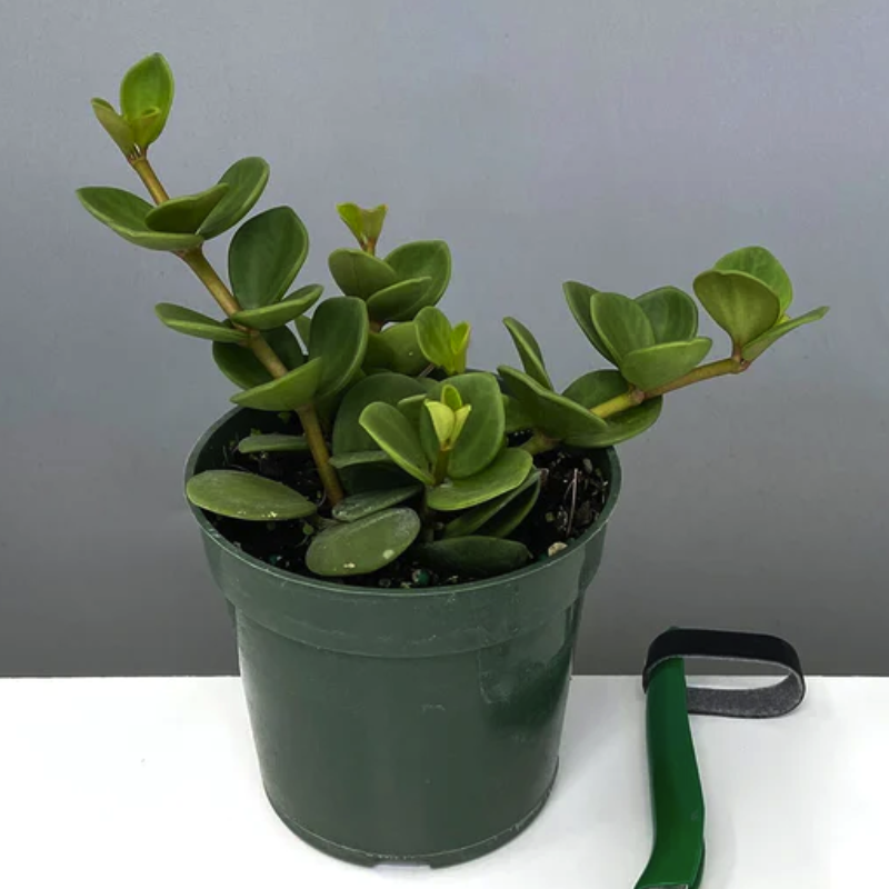 How To Take Care Of Peperomia Hope | Plant Proper