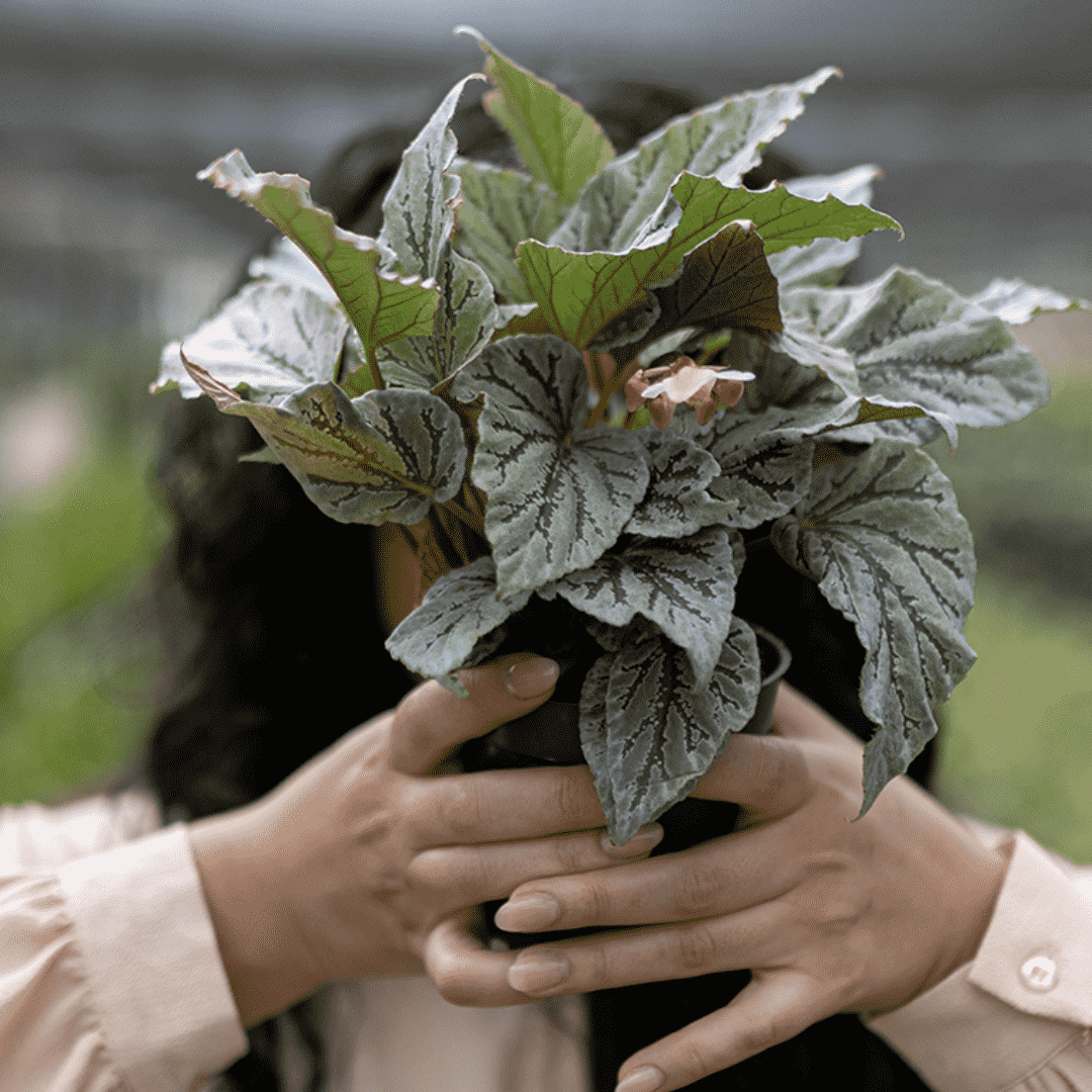 How to Identify House Plants | Plant Proper