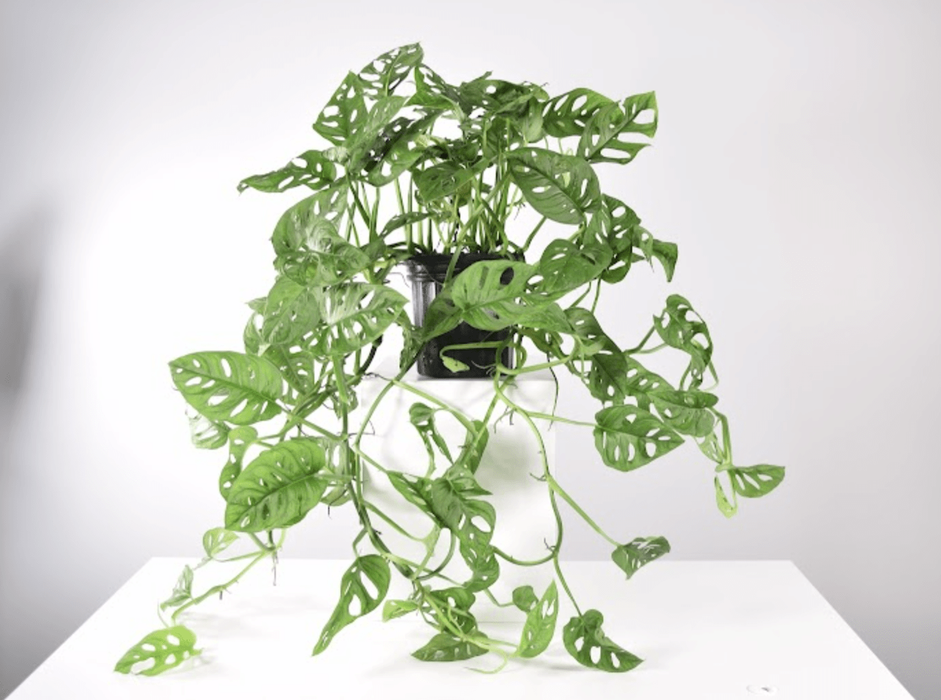 How to propagate a Monstera Adansonii? | Plant Proper