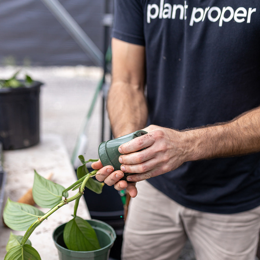 How to Fertilize Indoor Plants | Plant Proper