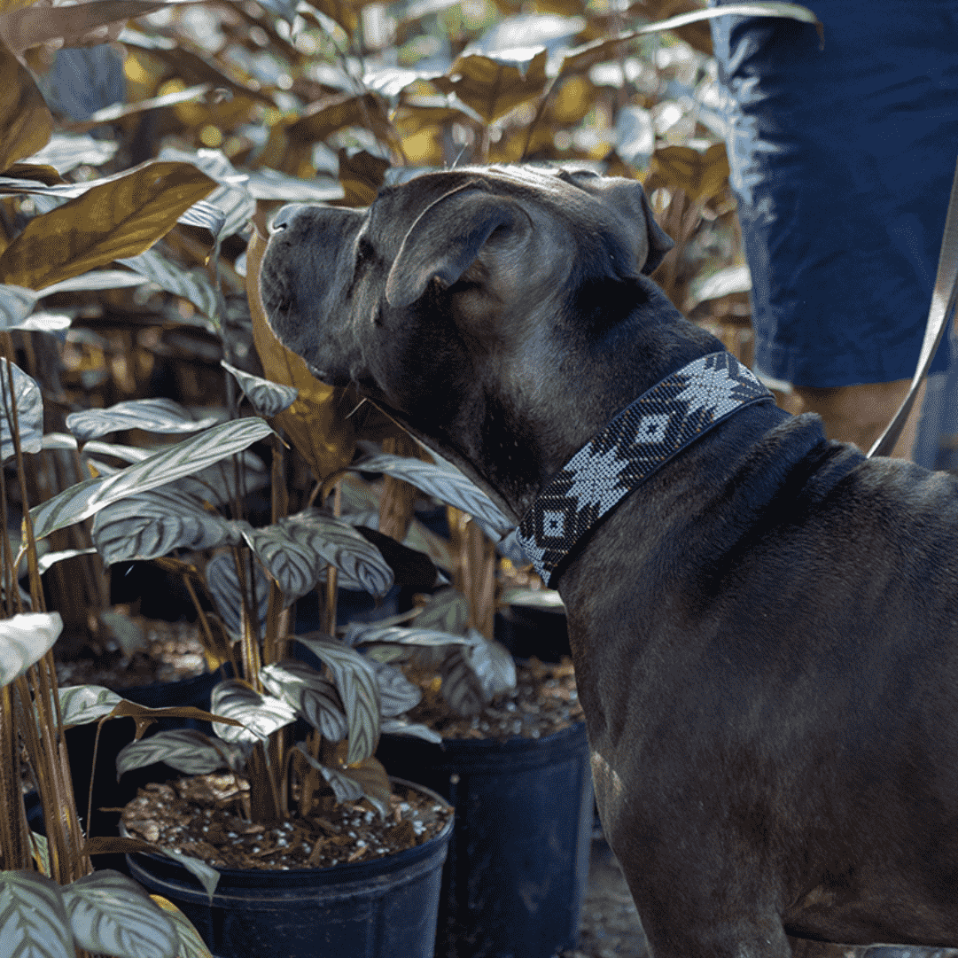 What House Plants Are Safe For Dogs | Plant Proper