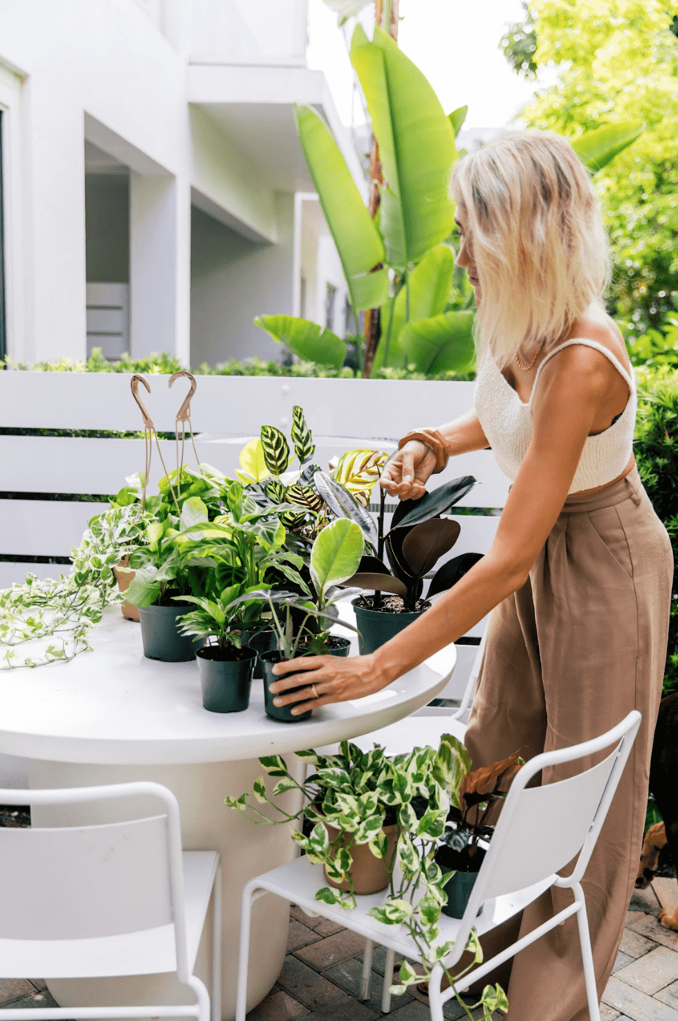 When To Fertilize House Plants | Expert Tips | Plant Proper