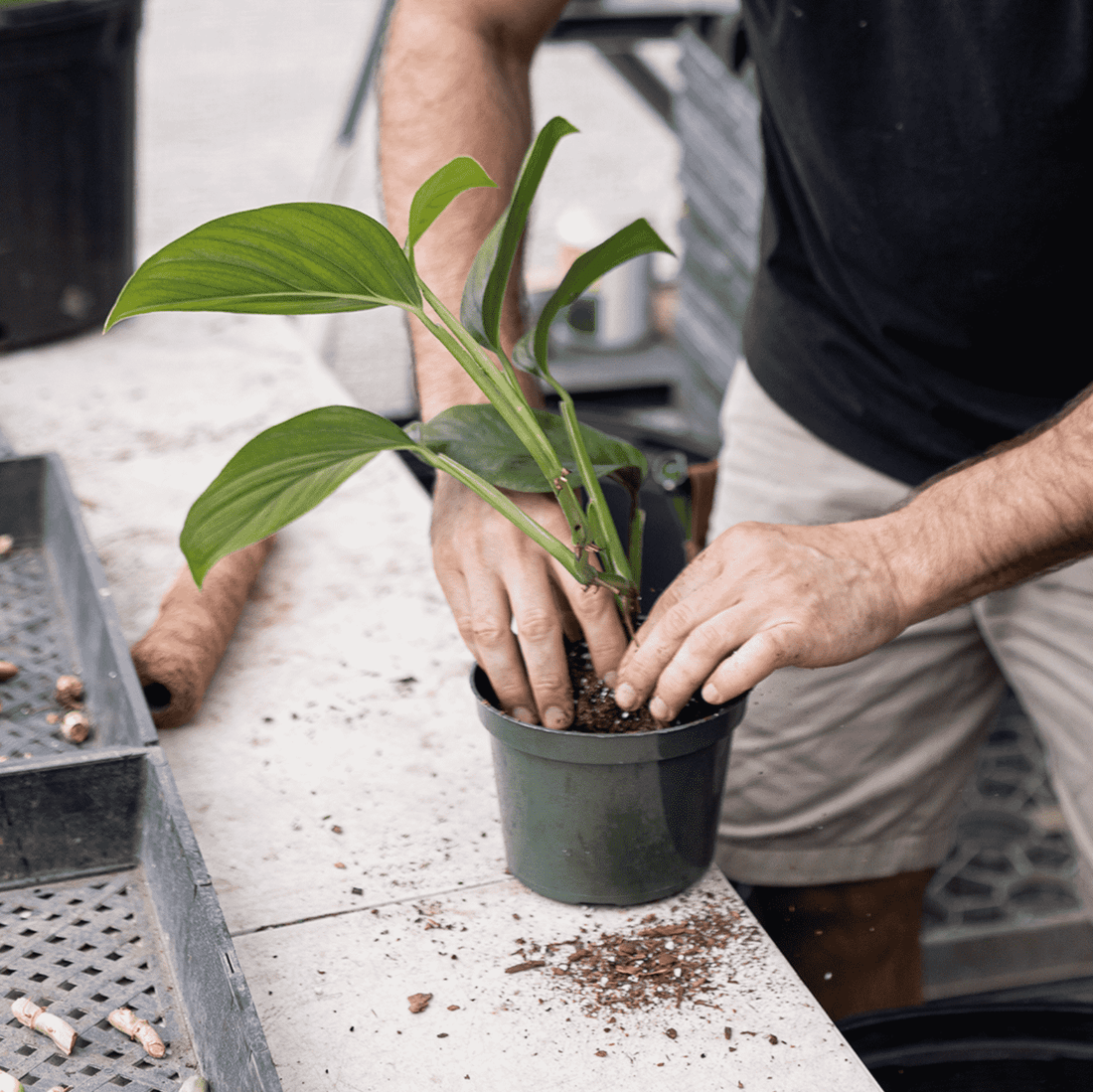 How to Move Plants | Plant Proper
