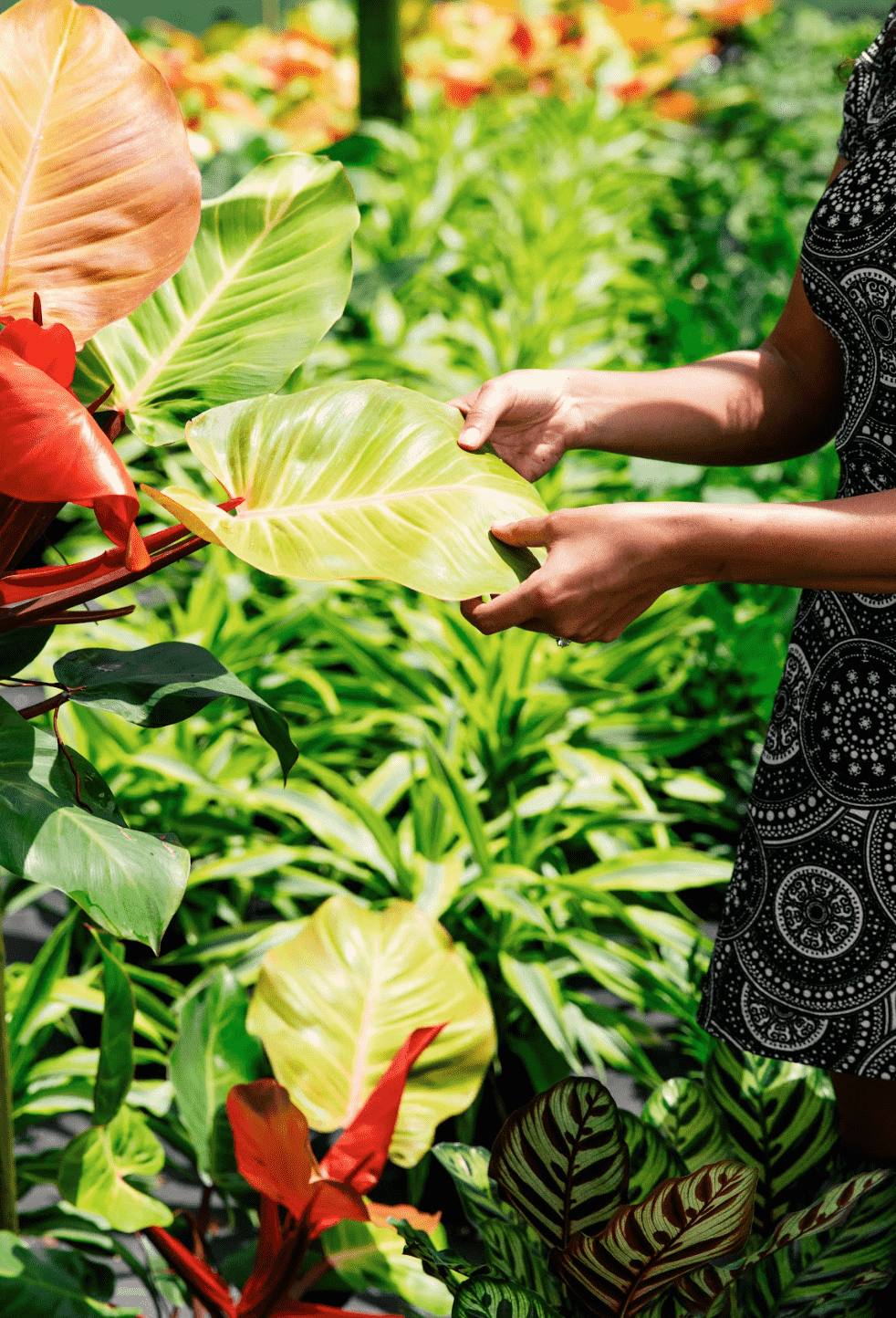 Why Are My Monstera Leaves Curling | Plant Proper