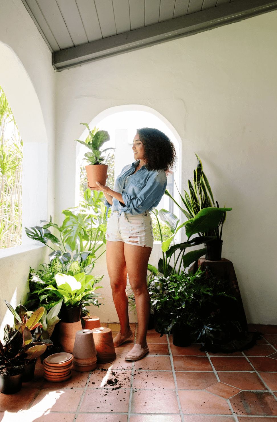 Why Is My Dieffenbachia Turning Yellow | Plant Proper