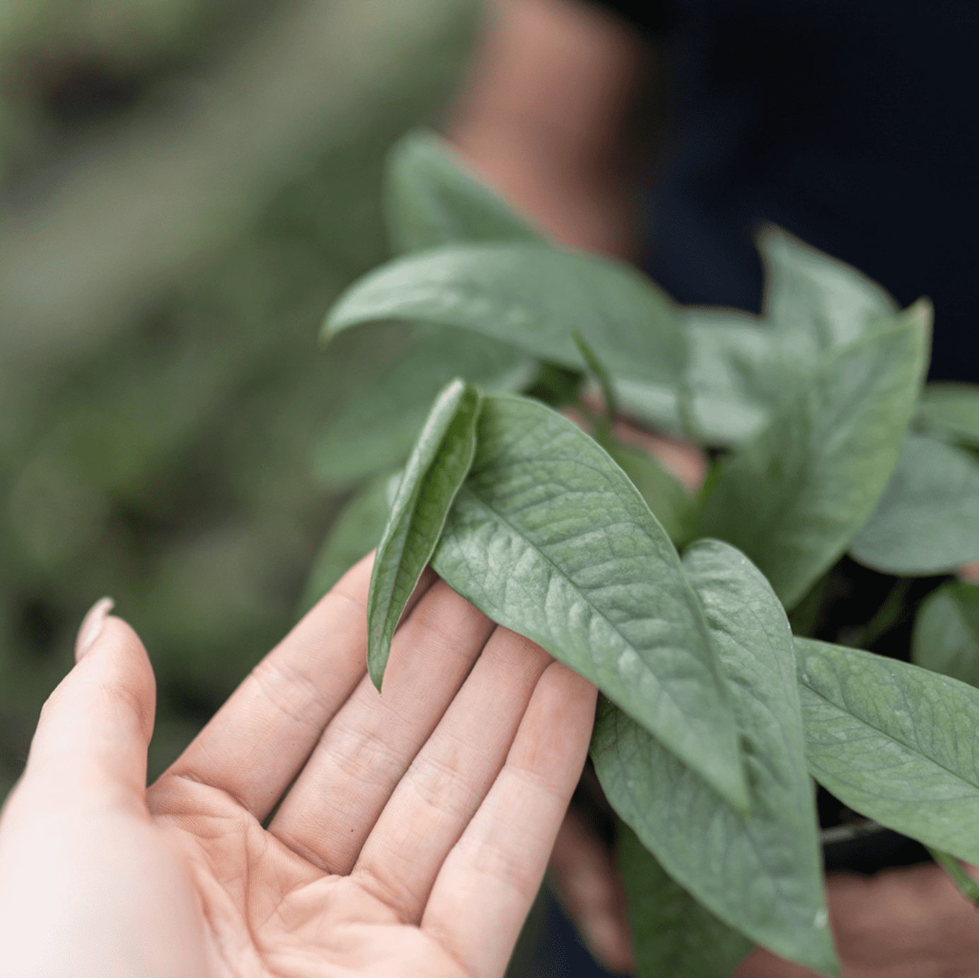 How to Treat For Spider Mites | Expert Tips | Plant Proper
