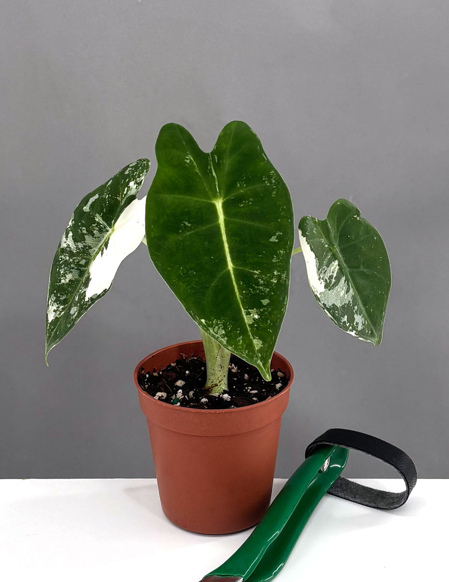 Unique House Plants | Always Affordable | Plant Proper