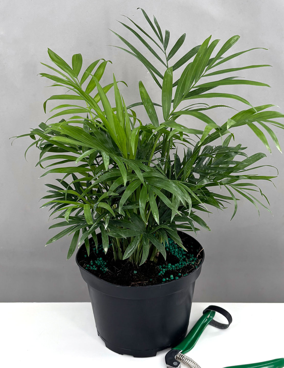 Palm | Houseplant | Always Affordable at Plant Proper