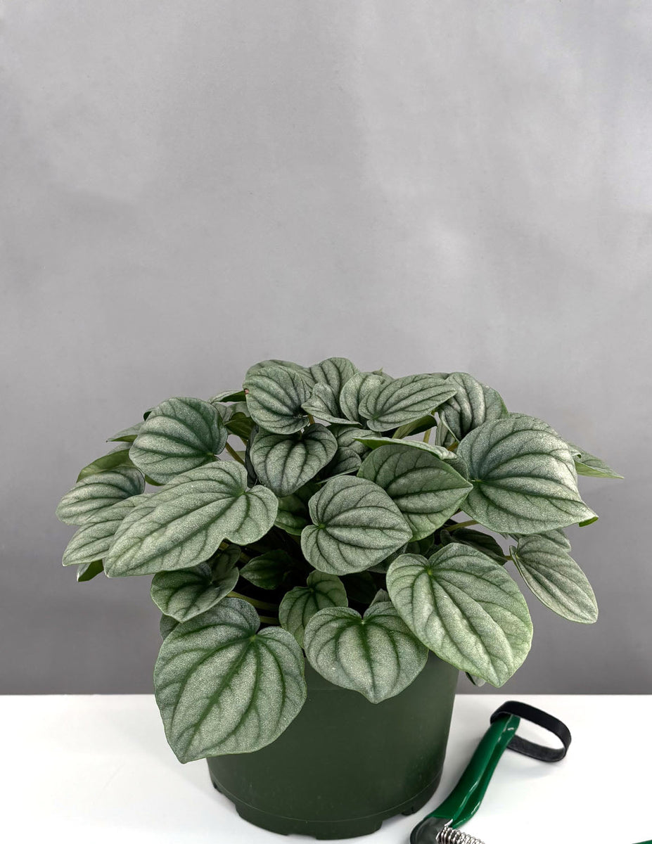 Care Free Plants | Houseplants | Always Affordable at Plant Proper