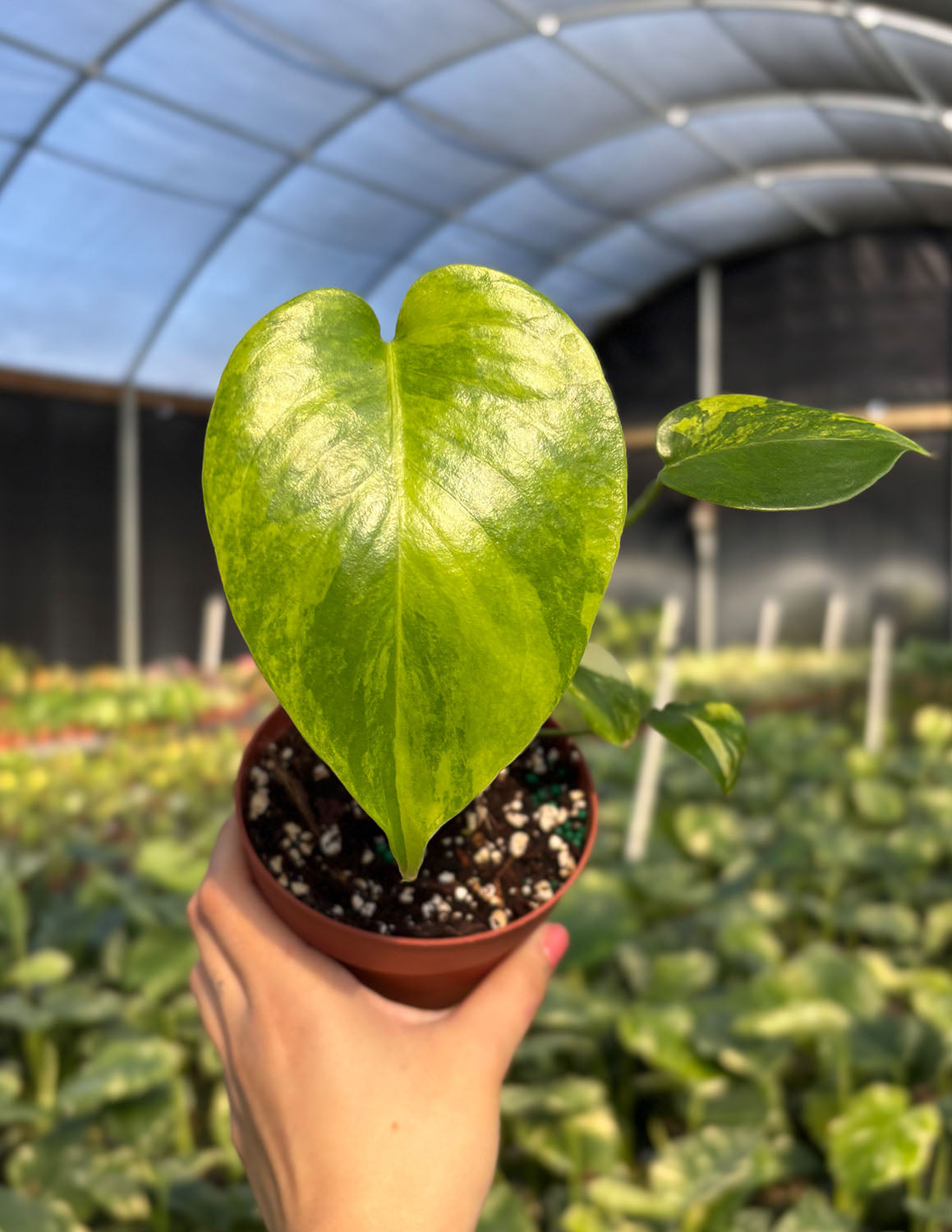Monstera Yellow Marilyn | Always Affordable at Plant Proper