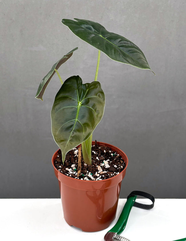 Alocasia Golden Bone - Plant Proper