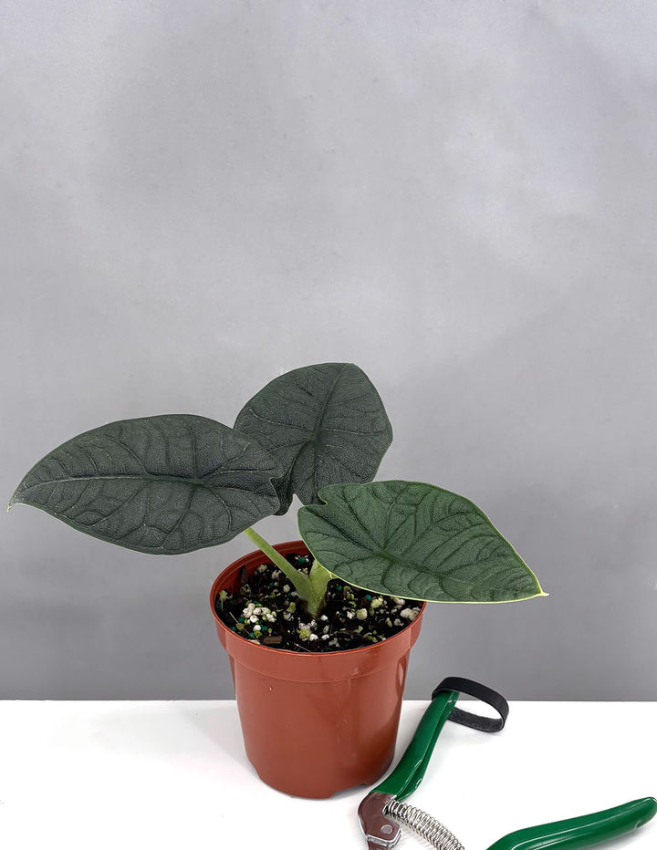 Alocasia Melo | Houseplants | Always Affordable at Plant Proper