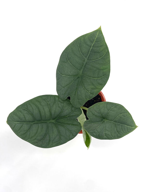 Alocasia Melo | Houseplants | Always Affordable at Plant Proper