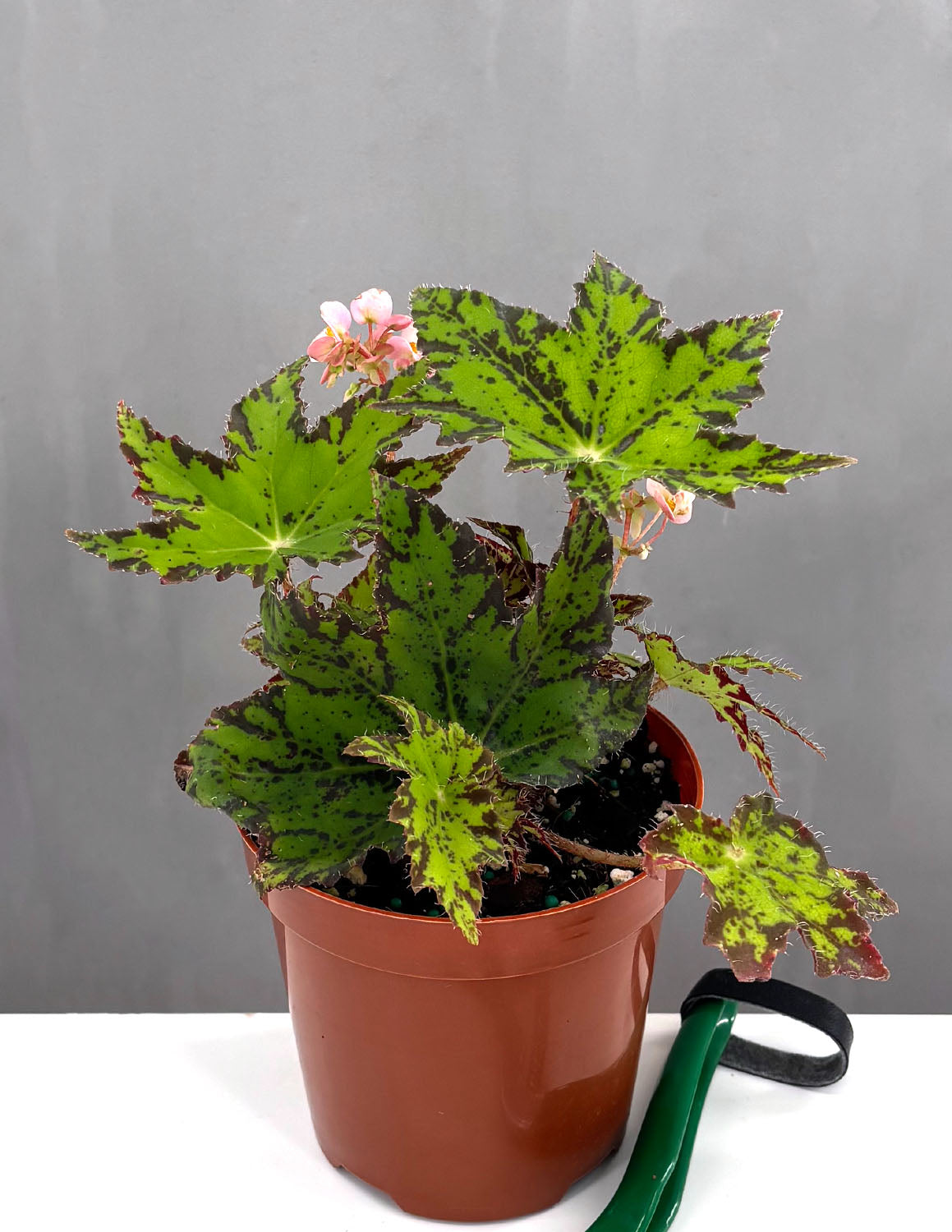 Begonia Geometry - Plant Proper