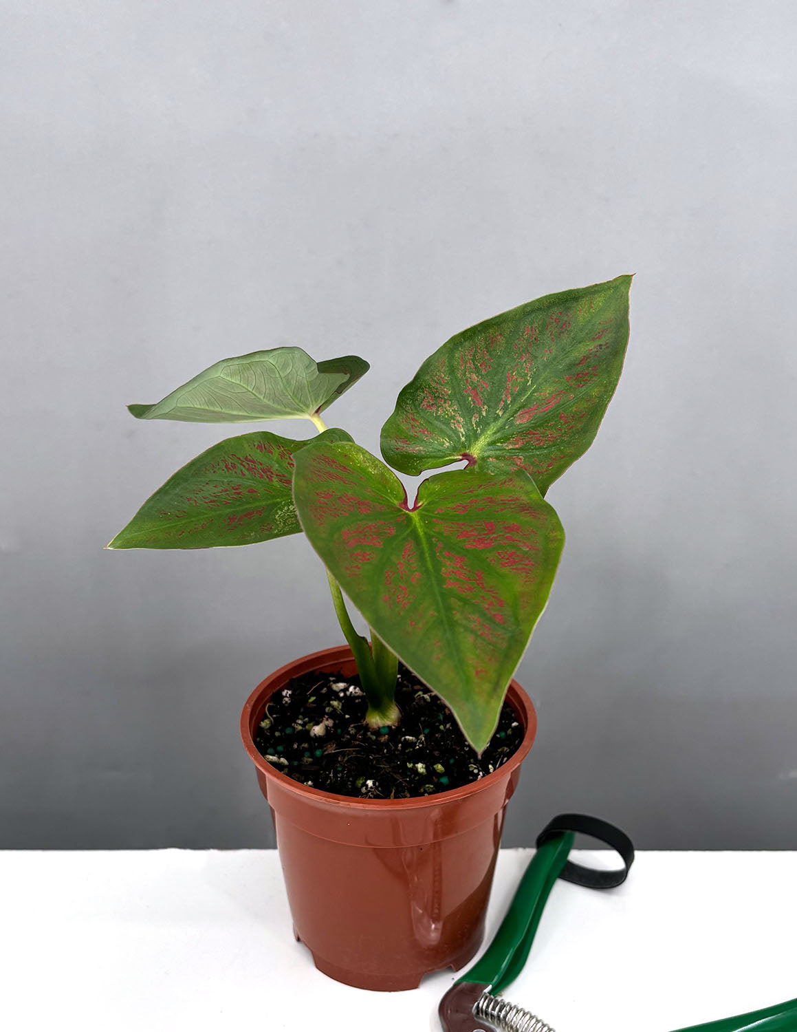 Caladium Fallen City | Houseplants | Always Affordable at Plant Proper