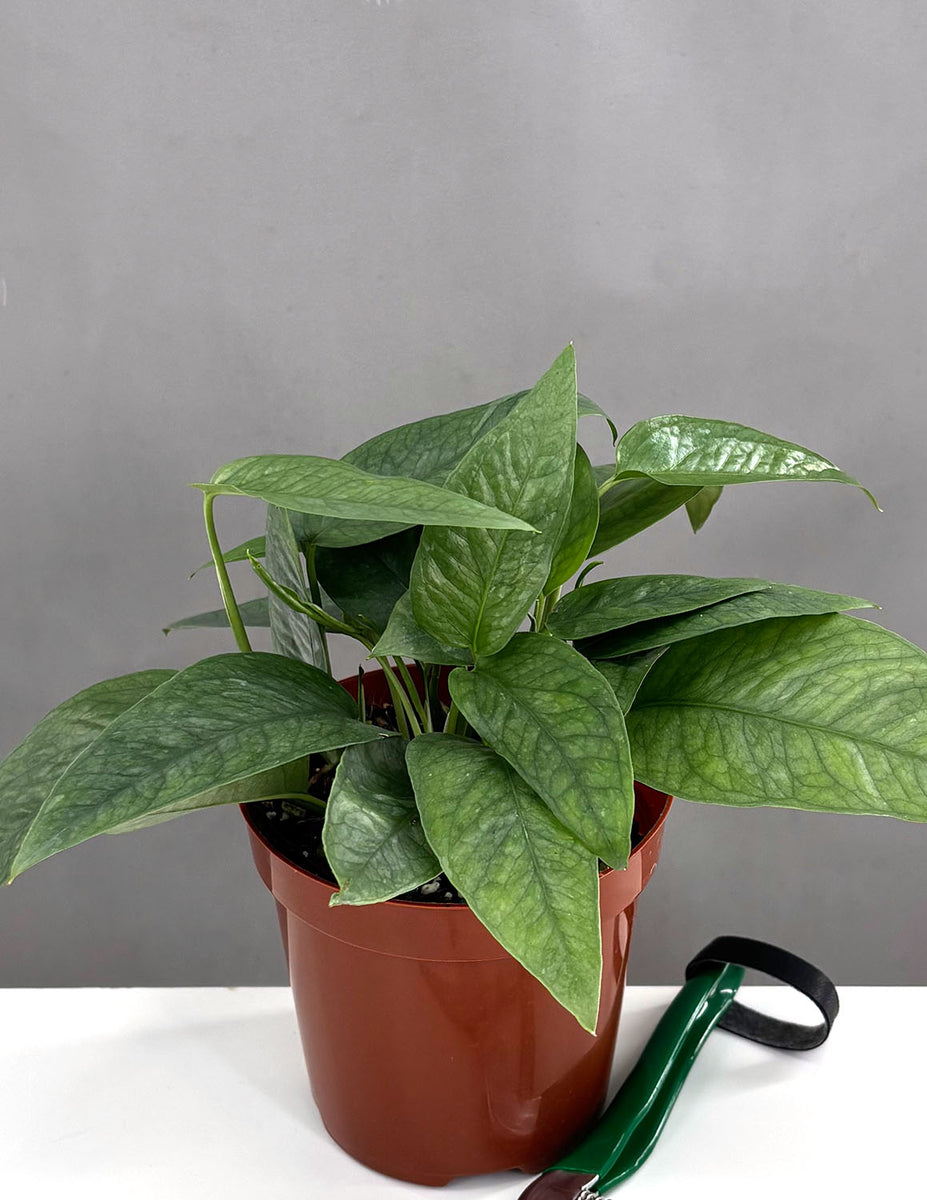 Epipremnum Cebu Blue Houseplants | Always Affordable at Plant Proper