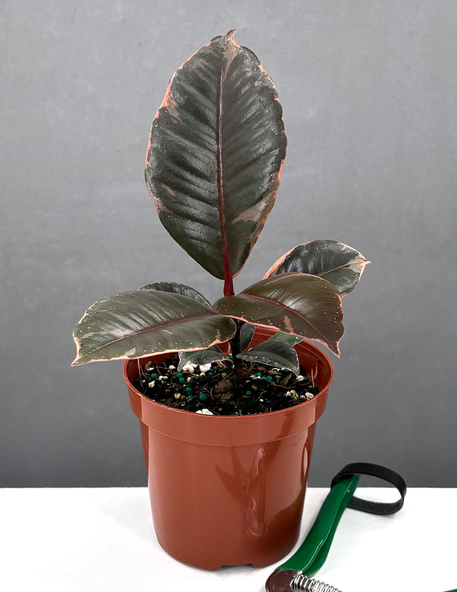 Ficus Elastica Ruby - House Plant - Indoor Plant - Plant Proper