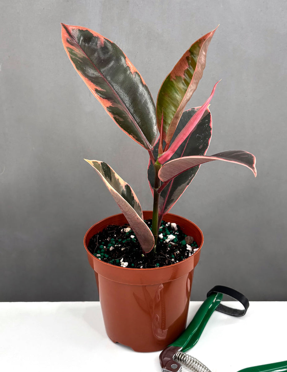 Ficus Elastica Ruby - House Plant - Indoor Plant - Plant Proper
