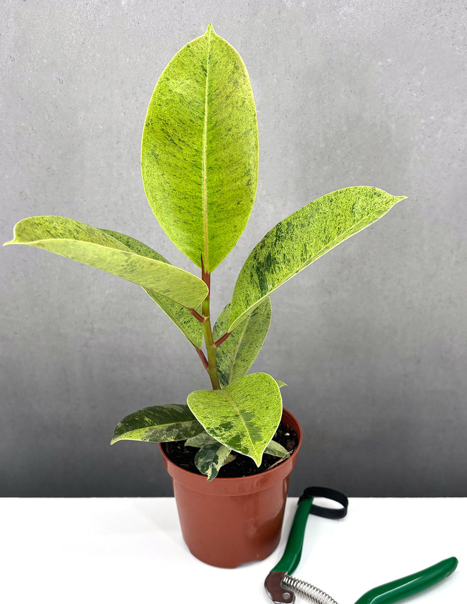 Ficus Shivereana | Houseplant | Always Affordable at Plant Proper