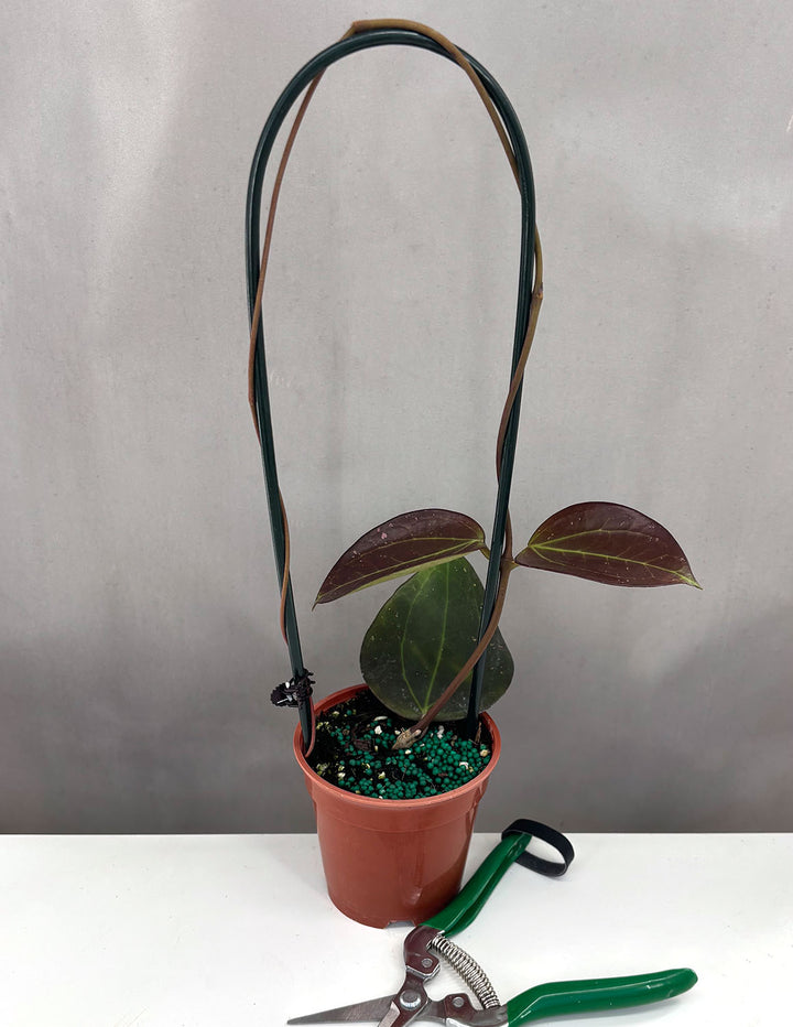 Hoya AH Black Magic | Wax Plant | Always Affordable at Plant Proper