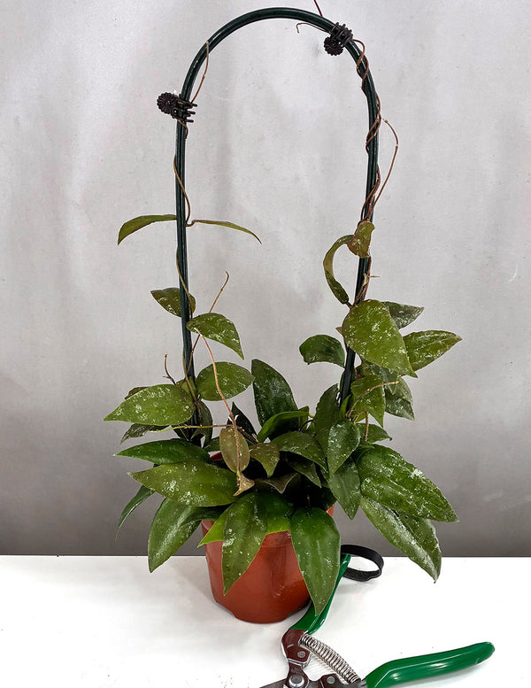 Shop | House Plants | Plant Proper