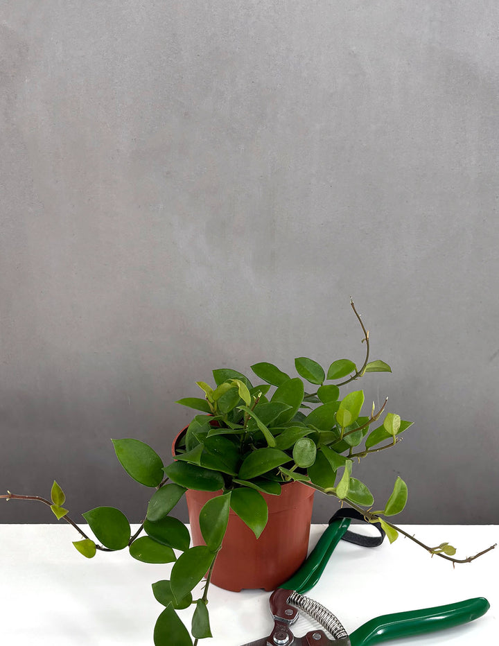 Hoya Chouke | Wax Plant | Always Affordable at Plant Proper