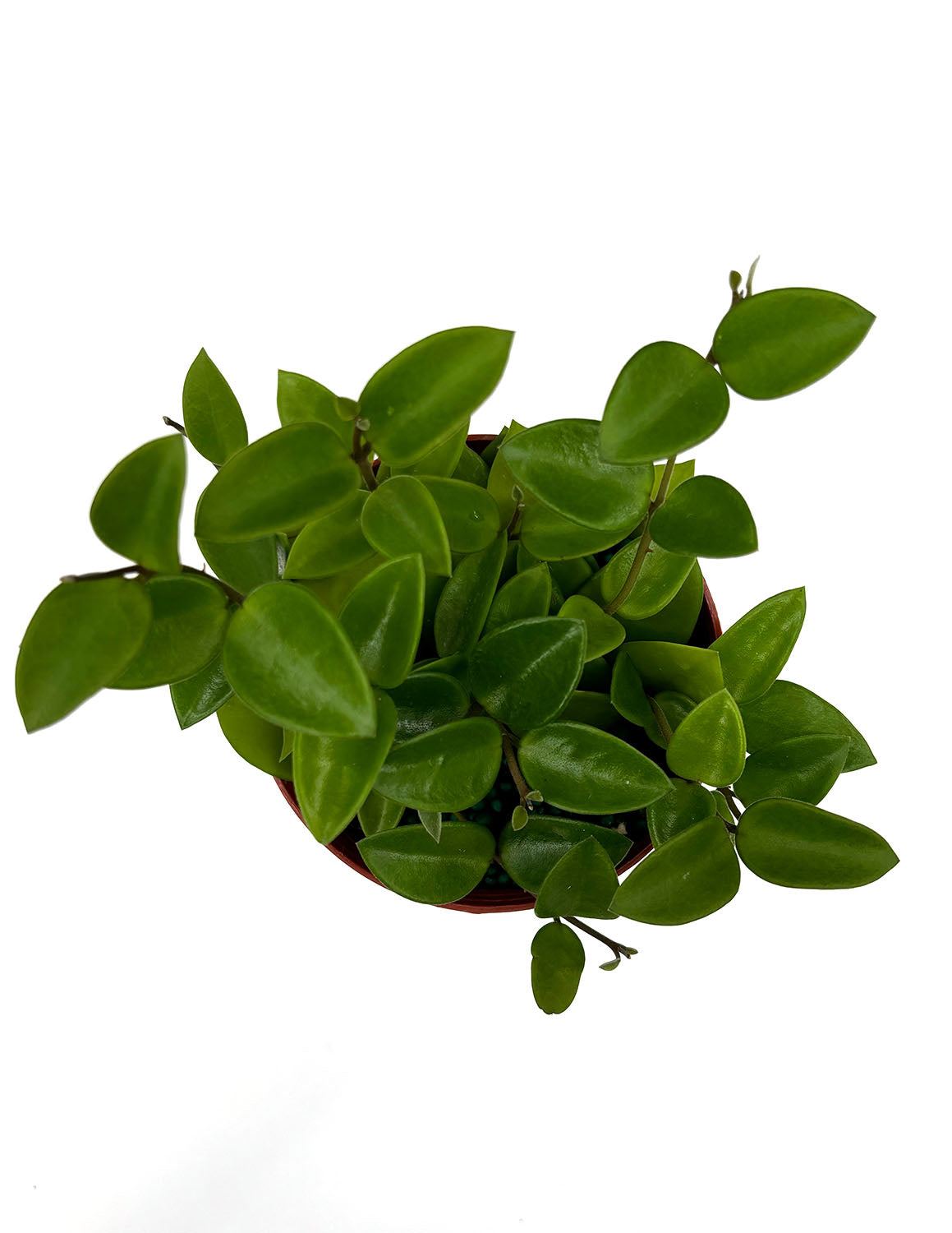 Hoya Chouke | Wax Plant | Always Affordable at Plant Proper