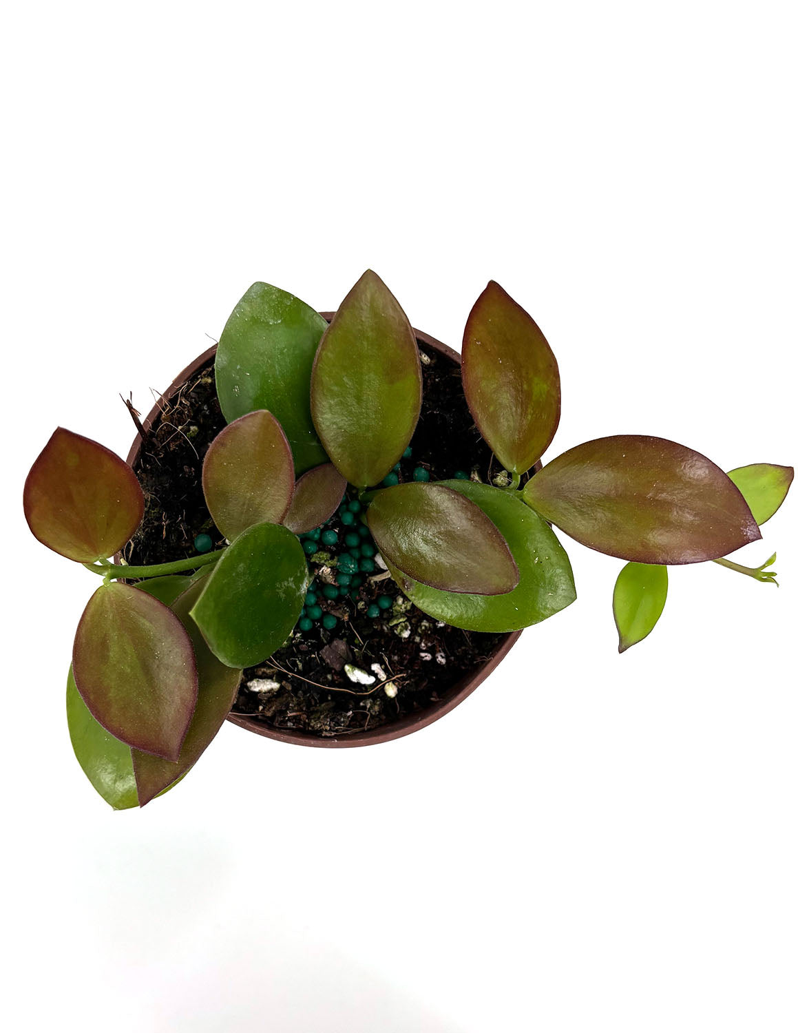 Hoya Collina | Wax Plant | Always Affordable at Plant Proper