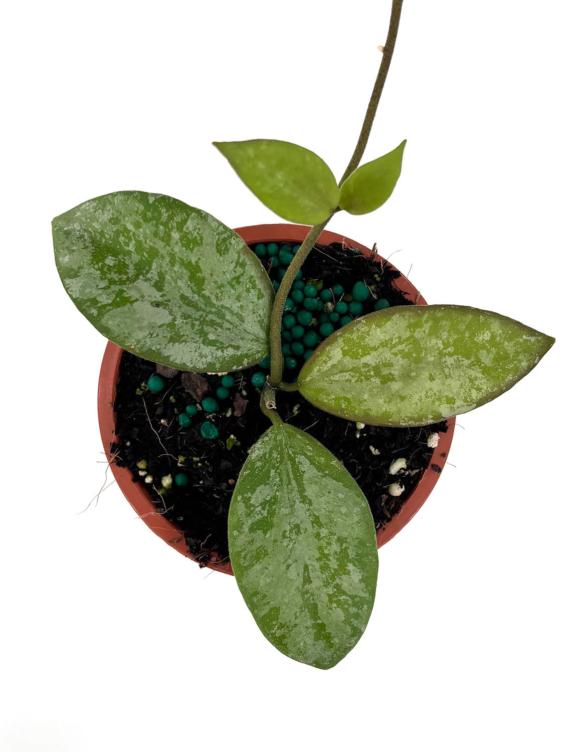 Hoya Collina NOID | Wax Plant | Always Affordable at Plant Proper