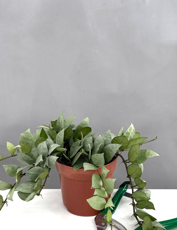 Hoya Krohniana Super Silver | Wax Plant | Always Affordable at Plant Proper