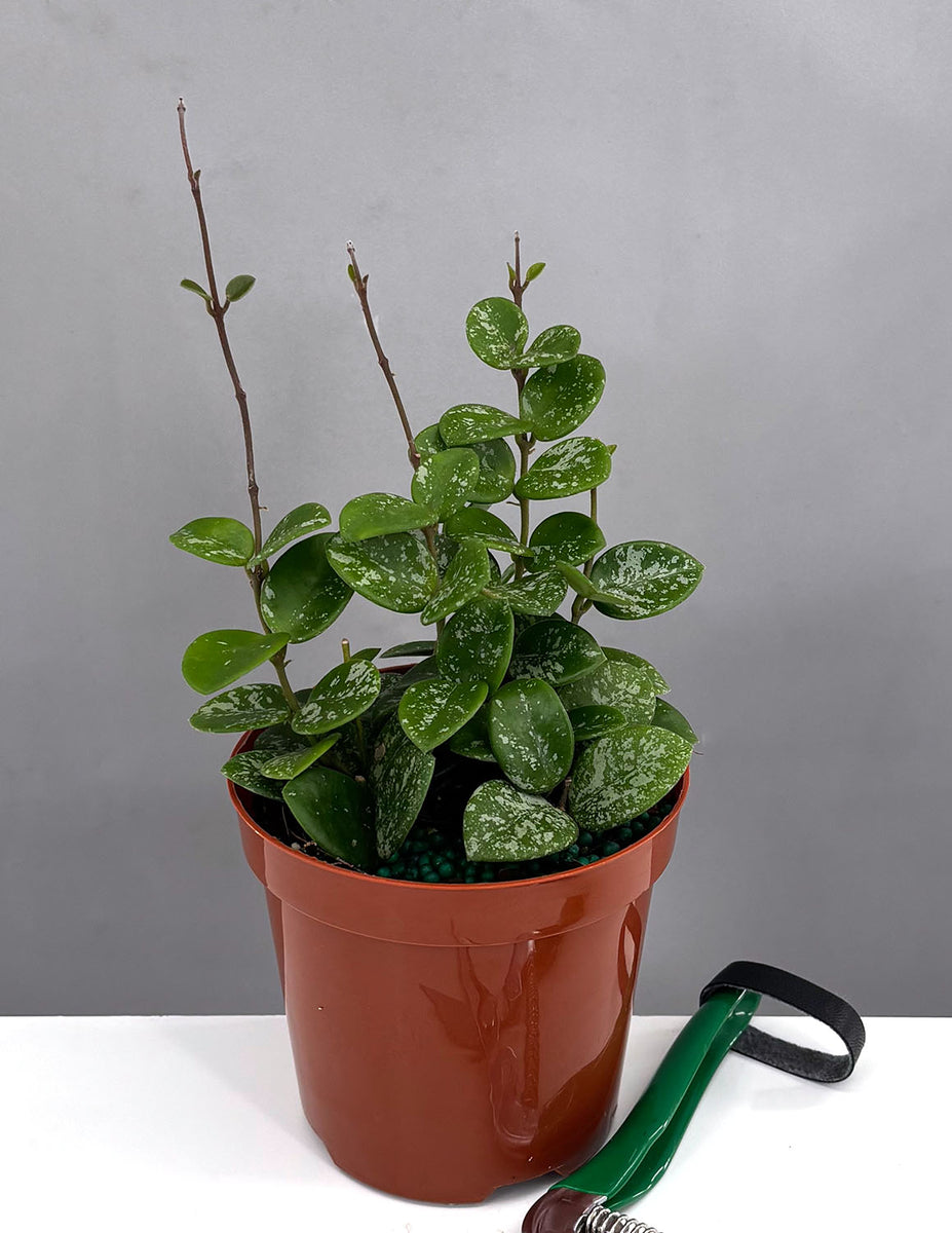 Hoya Mathilde Splash | Wax Plant | Always Affordable at Plant Proper