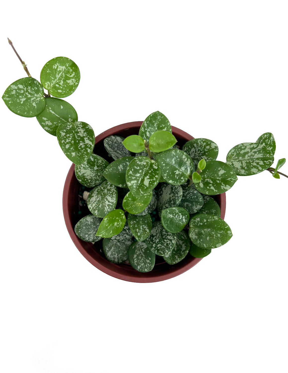 Hoya Mathilde Splash | Wax Plant | Always Affordable at Plant Proper