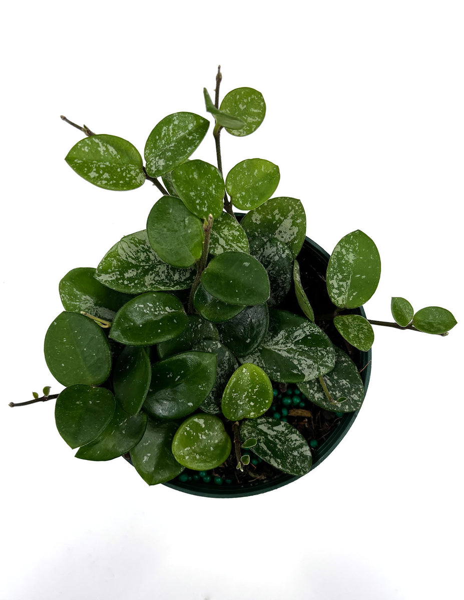 Hoya Mathilde Splash | Wax Plant | Always Affordable at Plant Proper