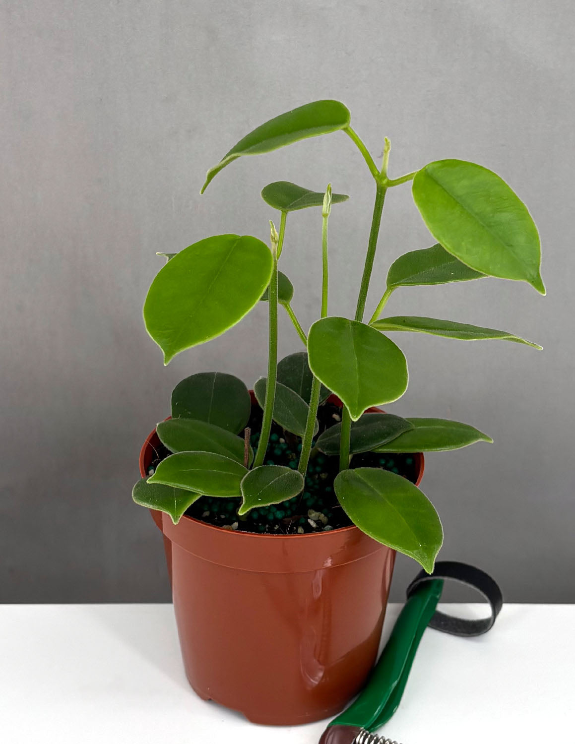 Hoya cv Monette | Wax Plant | Always Affordable at Plant Proper