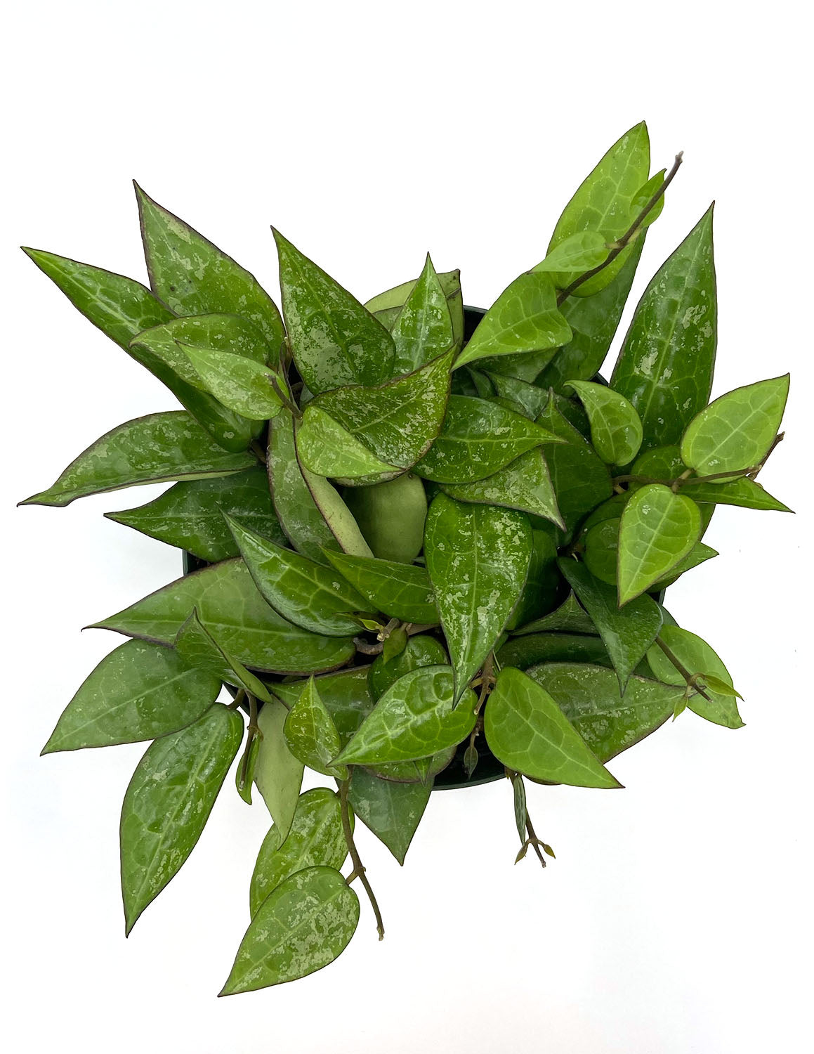Hoya Parasitica Black Margin | Wax Plant | Always Affordable at Plant ...