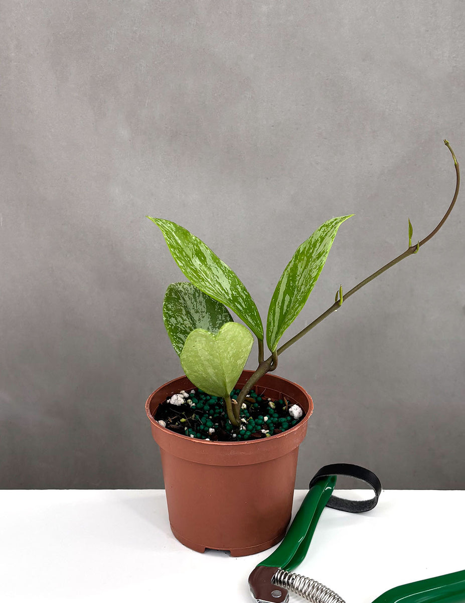 Hoya Pubicalyx Pink Silver Ghost Splash | Always Affordable at Plant Proper