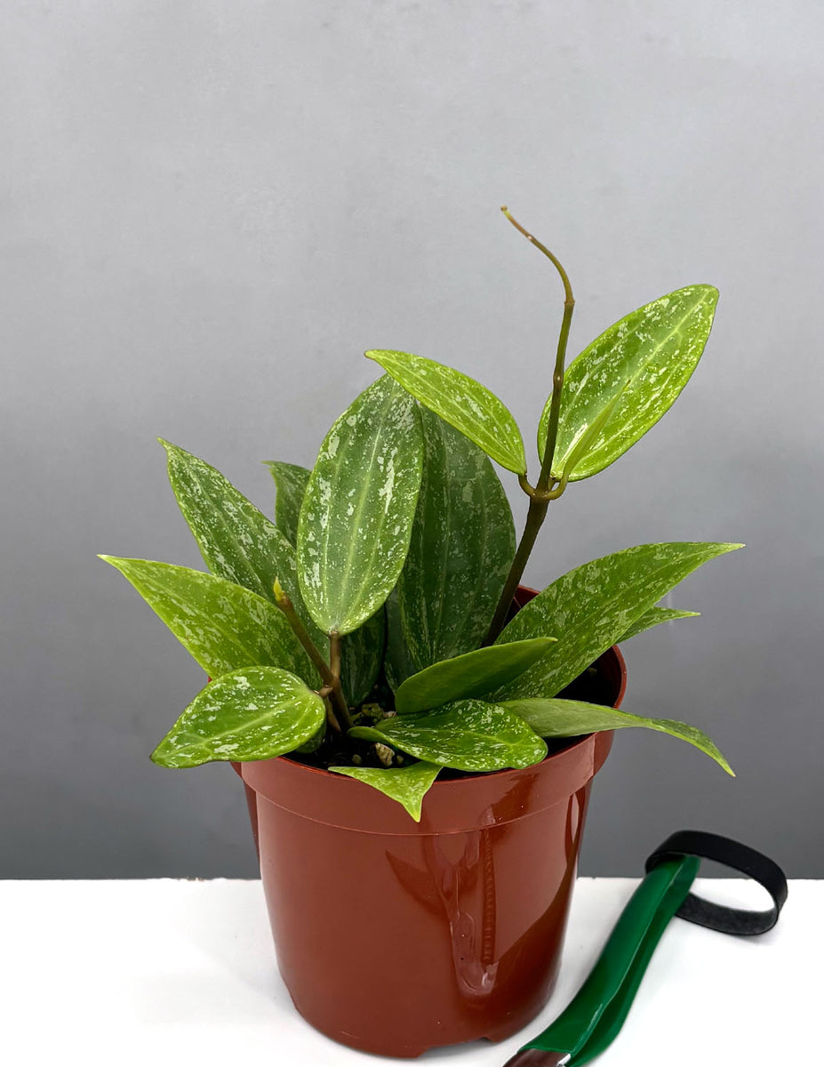 Hoya Rangsan Splash | Wax Plant | Always Affordable at Plant Proper