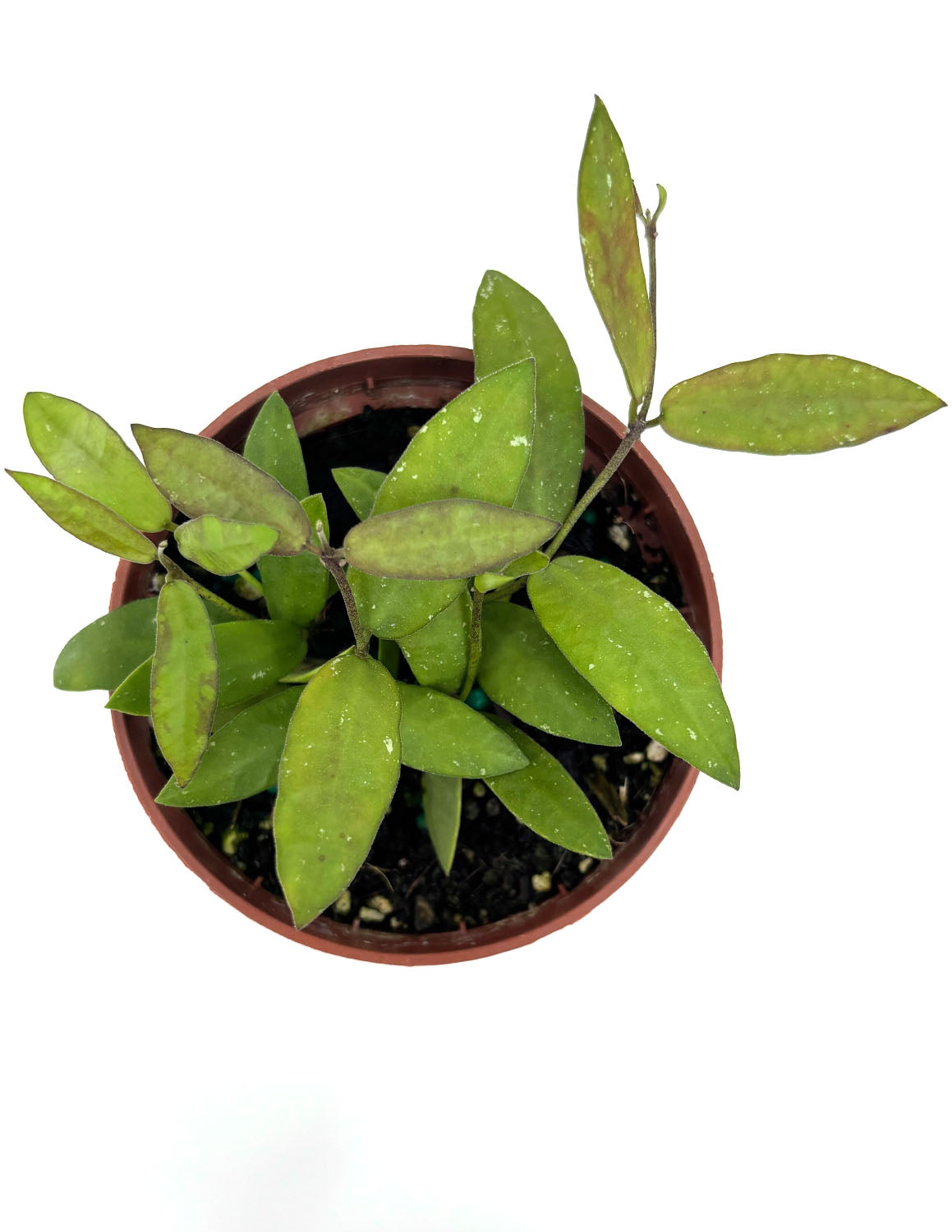 Hoya Sigillatis Alas River | Wax Plant | Always Affordable at Plant Proper