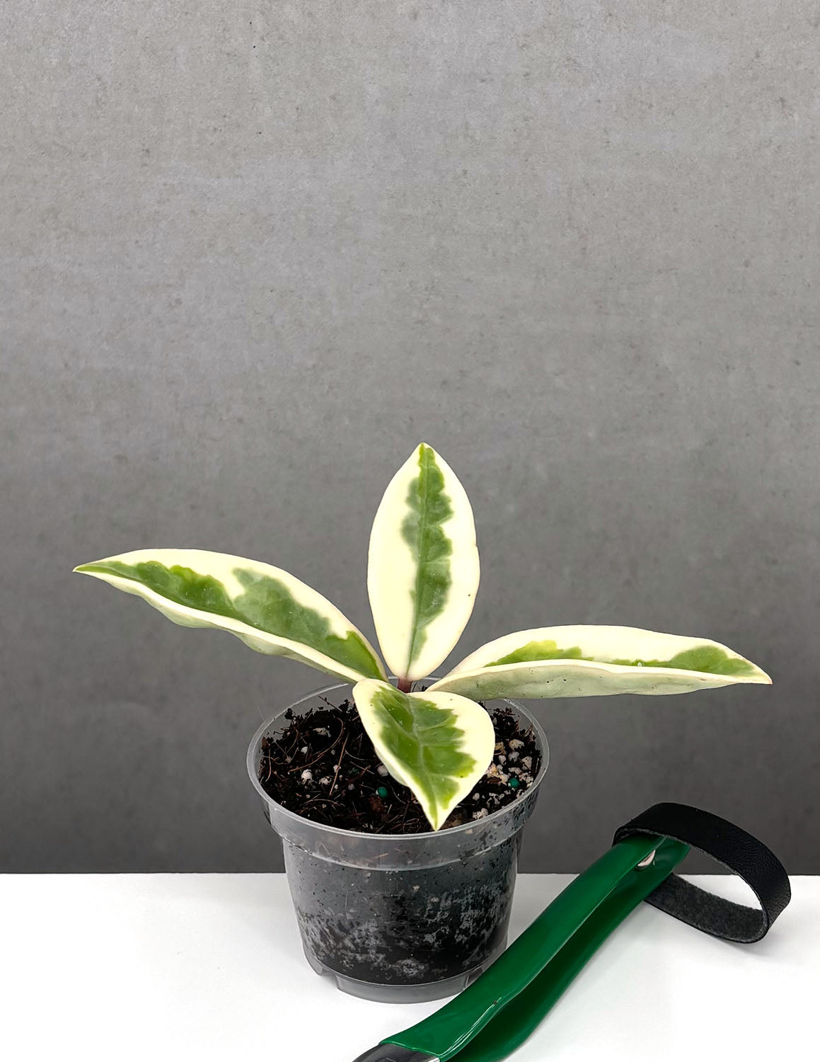 Hoya Carnosa Suzie Q Houseplants | Always Affordable at Plant Proper