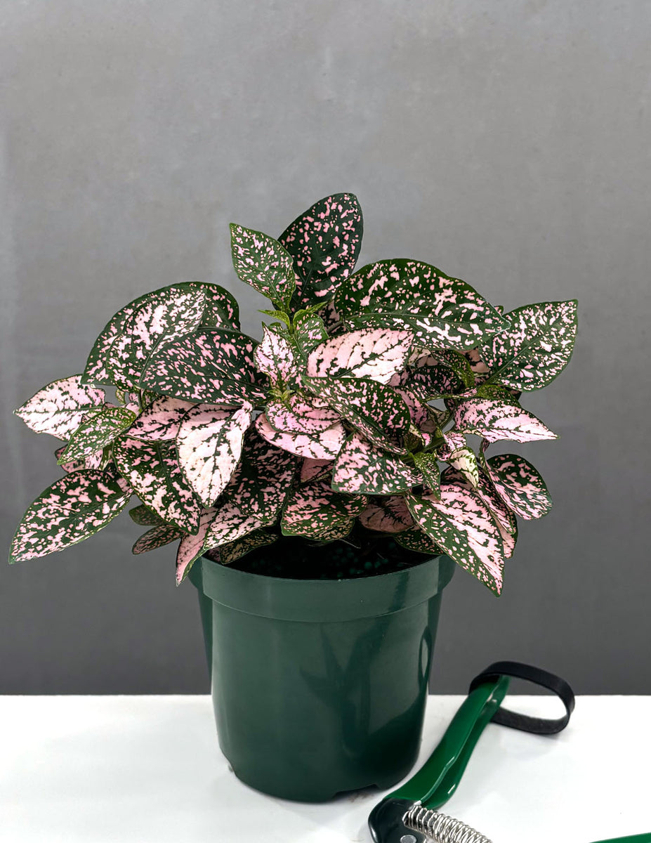 Hypoestes Pink | Houseplants | Always Affordable at Plant Proper