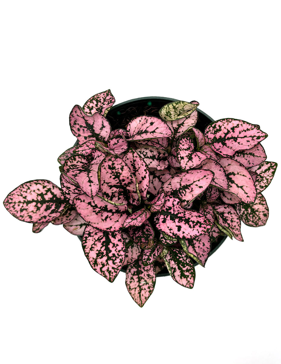 Hypoestes Pink | Houseplants | Always Affordable at Plant Proper