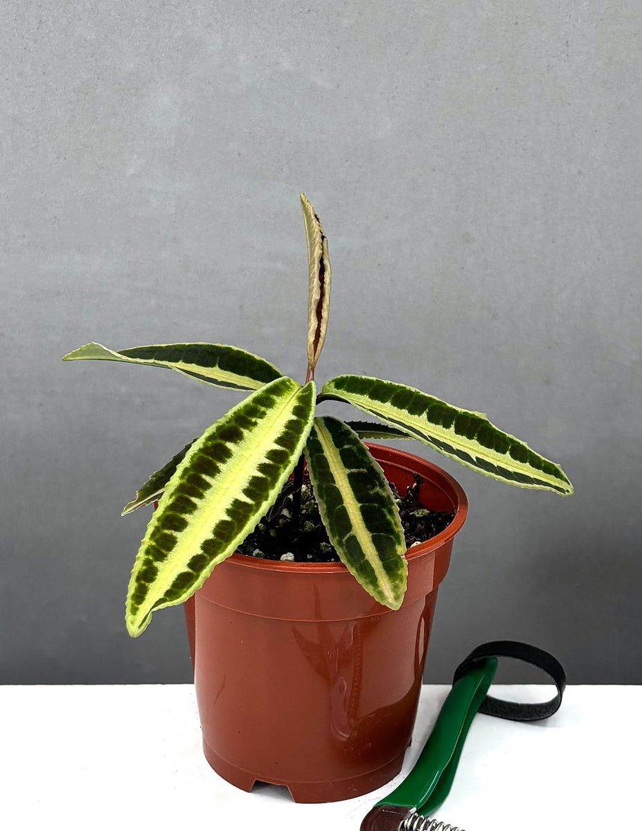 Labisia Jabi Sunrise - Plant Proper
