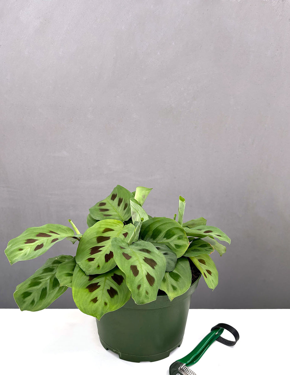 Maranta Green | Prayer Plant | Always Affordable at Plant Proper