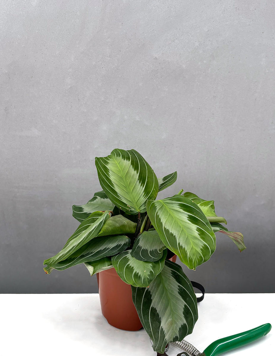 Maranta Silver Band - House Plant - Plant Proper