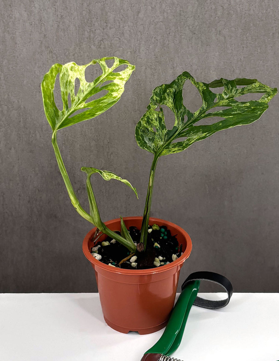Monstera Adansonii Mottled Mint | Always Affordable at Plant Proper