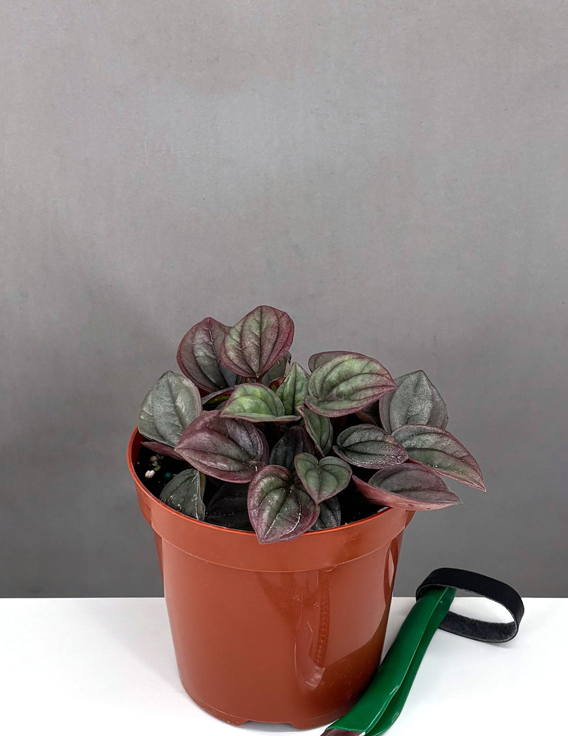 Peperomia Cayenne | Houseplants | Always Affordable at Plant Proper