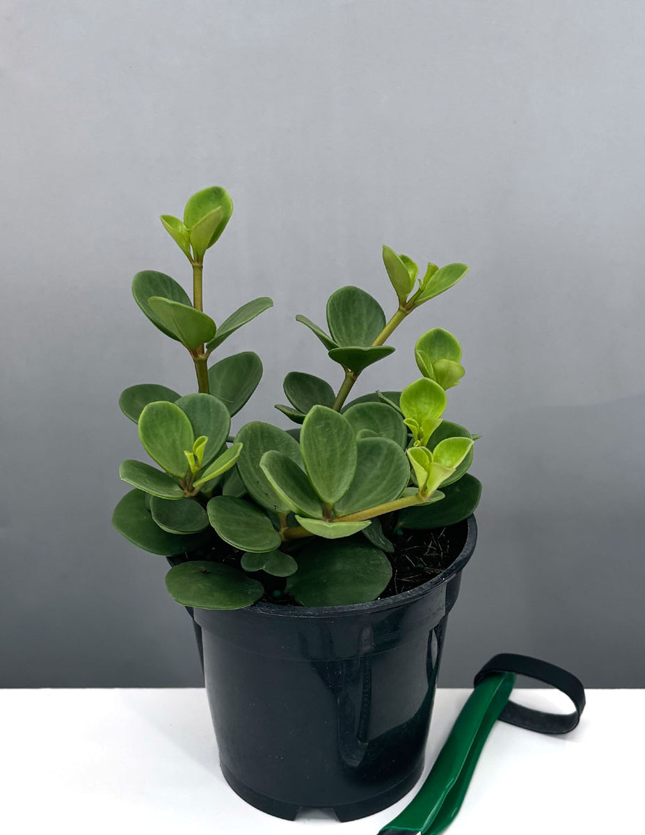 Peperomia Hope | Houseplants | Always Affordable at Plant Proper